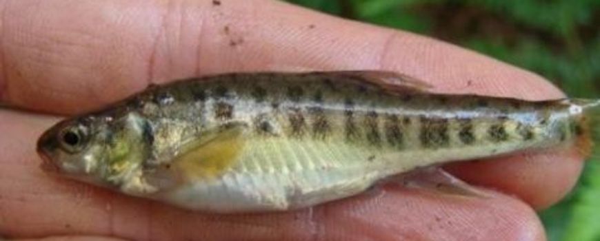 Nature Today | Elrits waargenomen in de Swalm