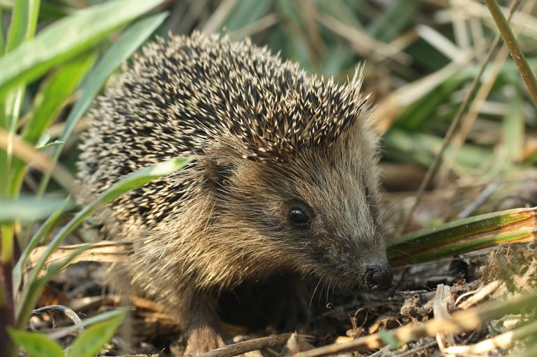 Nature Today | Wat spookt de stadse egel allemaal uit? Uniek ...