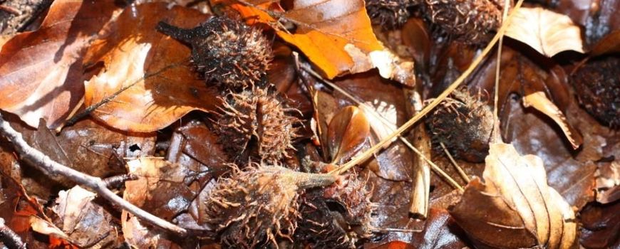 Nature Today | Beukennoten zorgen voor meer koolmezen