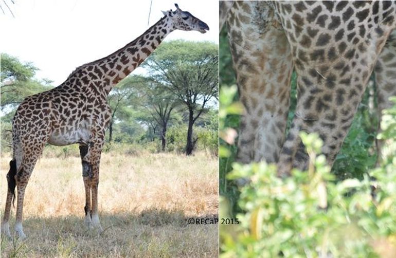 Nature Today | Mysterious skin disease make giraffes vulnerable to lions