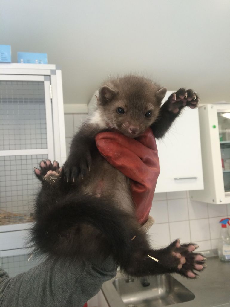 Nature Today | Jonge boom- en steenmarters in Amsterdam