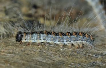 Nature Today | Niet elke rups is een processierups