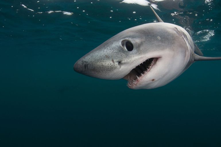 Nature Today | Aantal wilde dieren wereldwijd drastisch afgenomen
