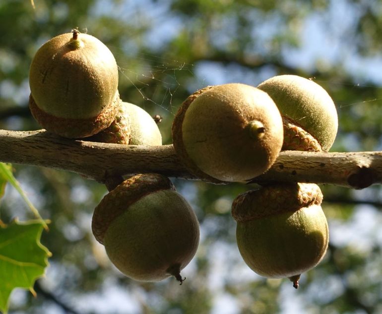 Nature Today | 4 miljoen kilo eikels en beukennootjes; meer vruchten na ...