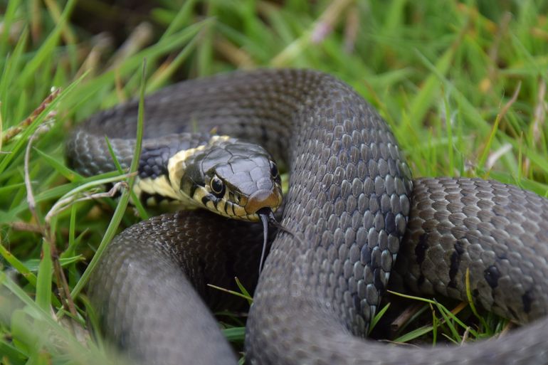 Nature Today | Fryske ringslang gezocht!