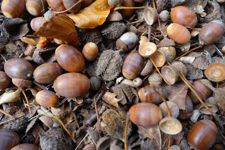 Nature Today | Bijna vijf miljoen kilo eikels en beukennootjes op de Veluwe