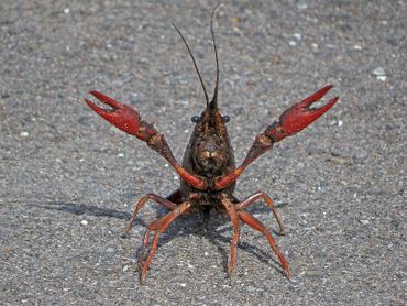 Gevonden maar wat is het? • Bokt.nl