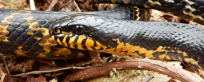 Nature Today | Russische rattenslang heeft annexatie aspiraties