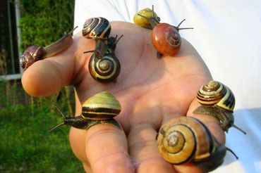 Nature Today | Hot cities shape snail evolution