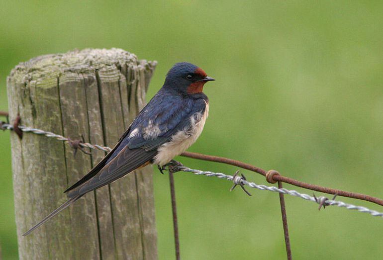 Nature Today | Alle zwaluwen zijn er op Koningsdag