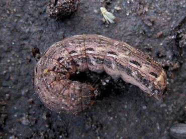 Nature Today | Stiekeme rupsen in je tuin