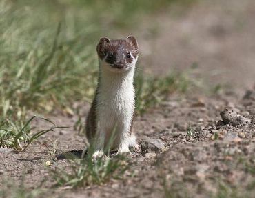 Nature Today | De nieuwe Natuurwet: kansen voor wezel, hermelijn en bunzing