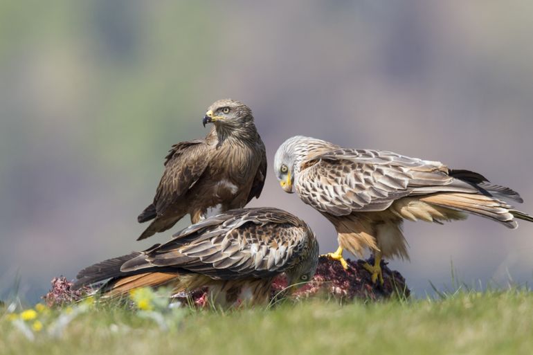 Nature Today | Zwarte wouw duikt op voor wildcamera