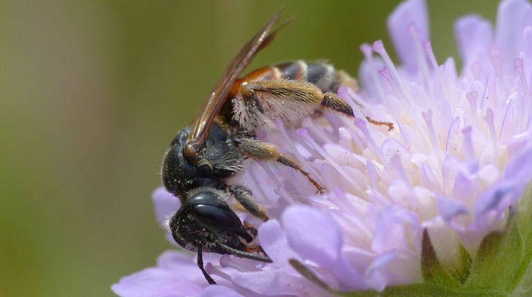 Nature Today | Meer bijensoorten op Rode Lijst