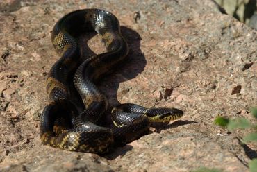 Nature Today | Succesvolle voortplanting Russische rattenslang in Nederland