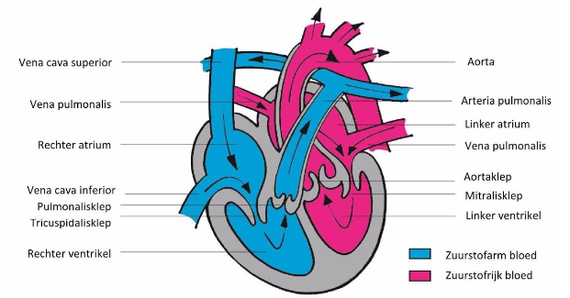 Nederlands Centrum Jeugdgezondheid | 1. Werking van het hart