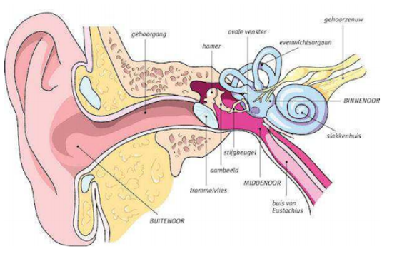 Nederlands Centrum Jeugdgezondheid | 2. Werking van het gehoor en ...