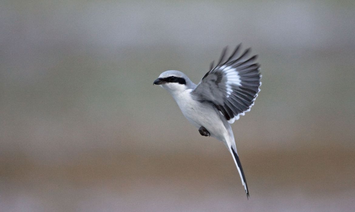 Klapekster | Vogelbescherming