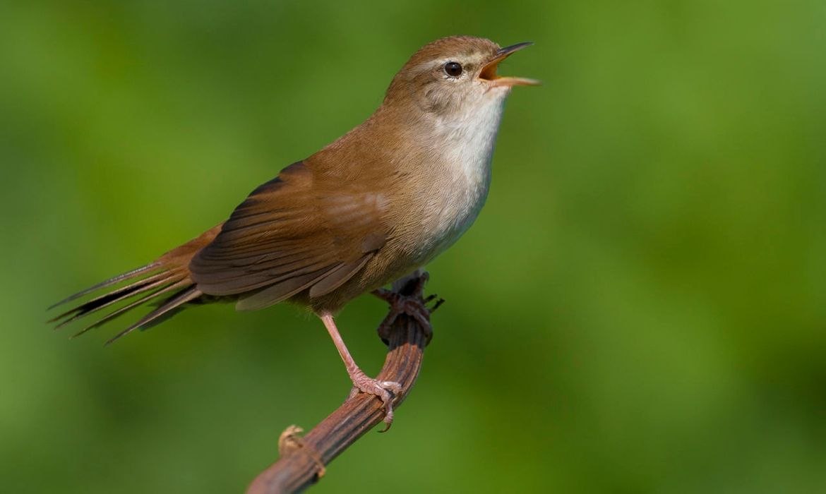 Cetti's zanger | Vogelbescherming