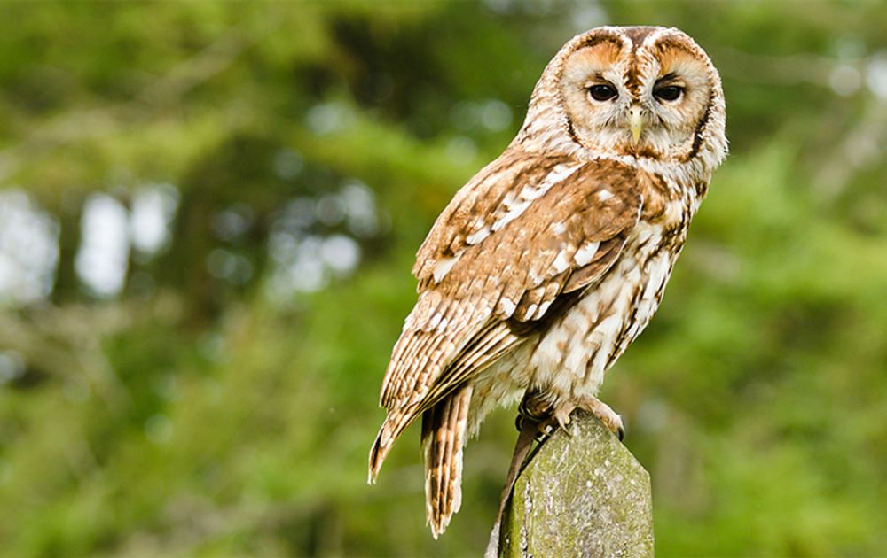 Eerste ei bosuil al gelegd | Vogelbescherming