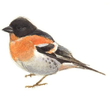 Keep | Vogelbescherming