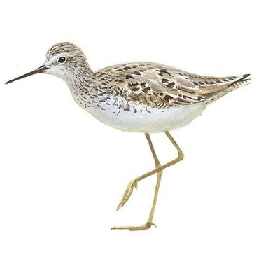 Poelruiter | Vogelbescherming