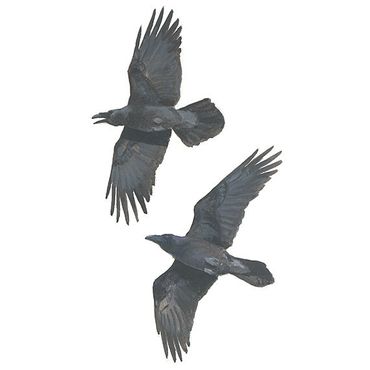 Raaf | Vogelbescherming