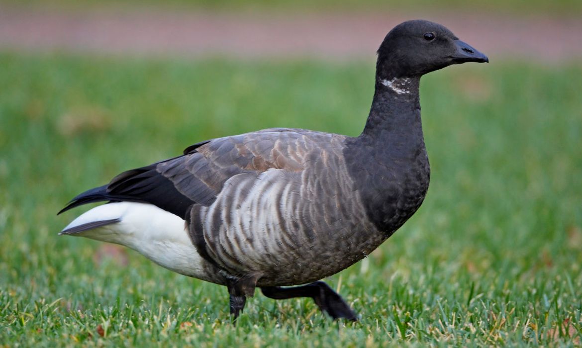 Rotgans | Vogelbescherming