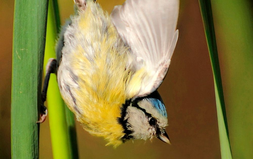 Pimpel | Vogelbescherming