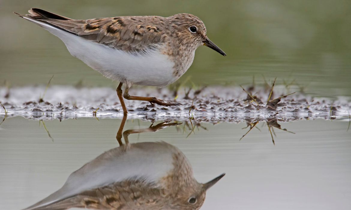 Temmincks strandloper | Vogelbescherming