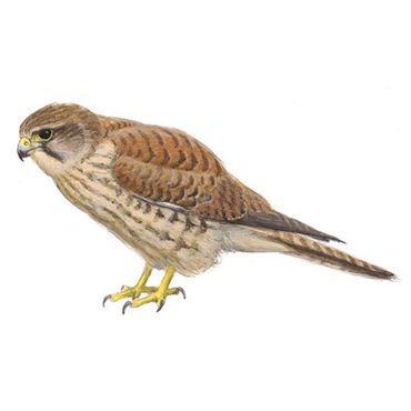 Torenvalk | Vogelbescherming