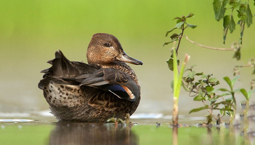 Waar zijn de mooie eenden gebleven? | Vogelbescherming