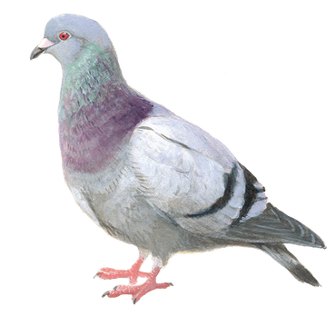Stadsduif | Vogelbescherming