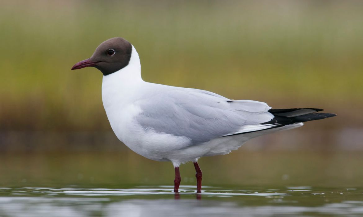 Kokmeeuw | Vogelbescherming