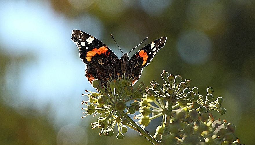 Top 3: struiken voor vogeltuintjes | Vogelbescherming