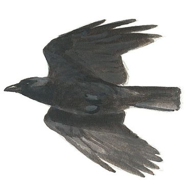 Zwarte kraai | Vogelbescherming