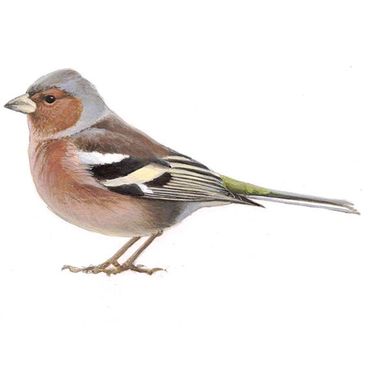 Vink | Vogelbescherming