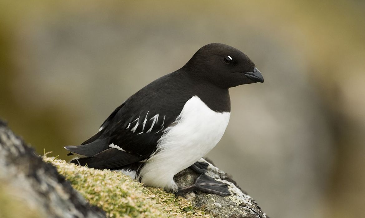 Kleine alk | Vogelbescherming