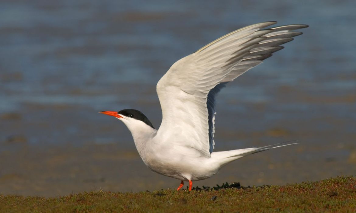 Visdief | Vogelbescherming