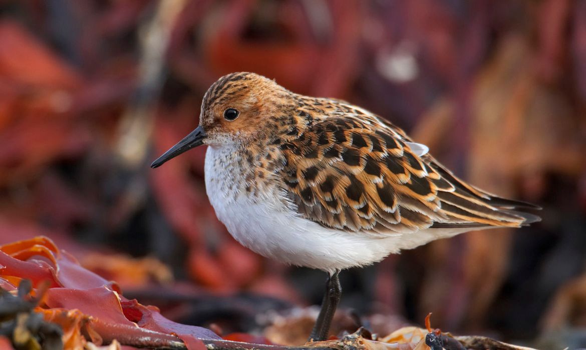 Kleine strandloper | Vogelbescherming
