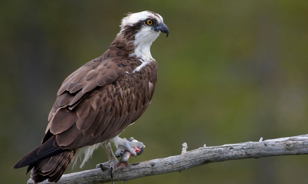 Visarend | Vogelbescherming