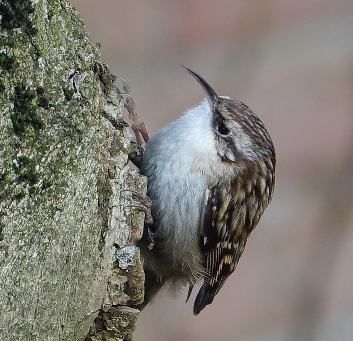Boomkruiper | Vogelbescherming