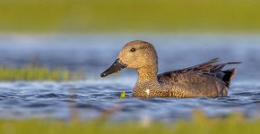 Zoek een activiteit | Vogelbescherming.nl