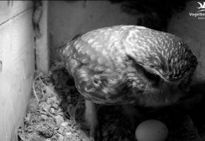 Steenuil | Vogelbescherming.nl