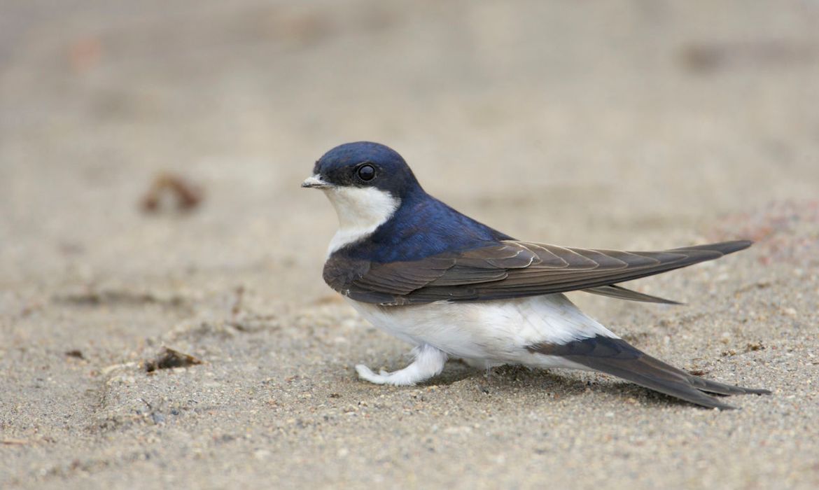 Huiszwaluw | Vogelbescherming