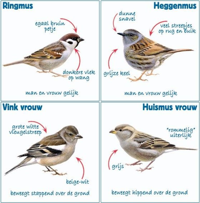Nationale Tuinvogeltelling 2017 | Handige herkenningstips!