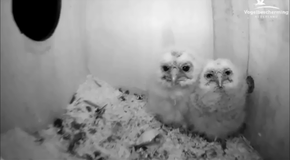 Bosuil | Vogelbescherming.nl