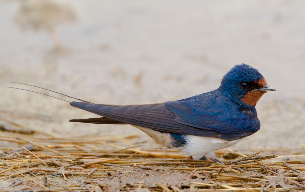 Boerenzwaluw | Vogelbescherming