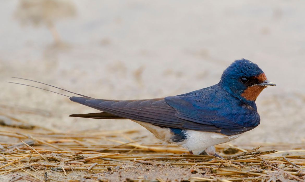 Boerenzwaluw | Vogelbescherming