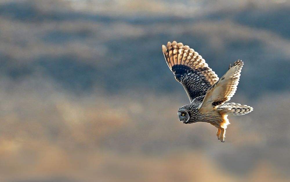 Rode lijst van Nederlandse broedvogels | Vogelbescherming